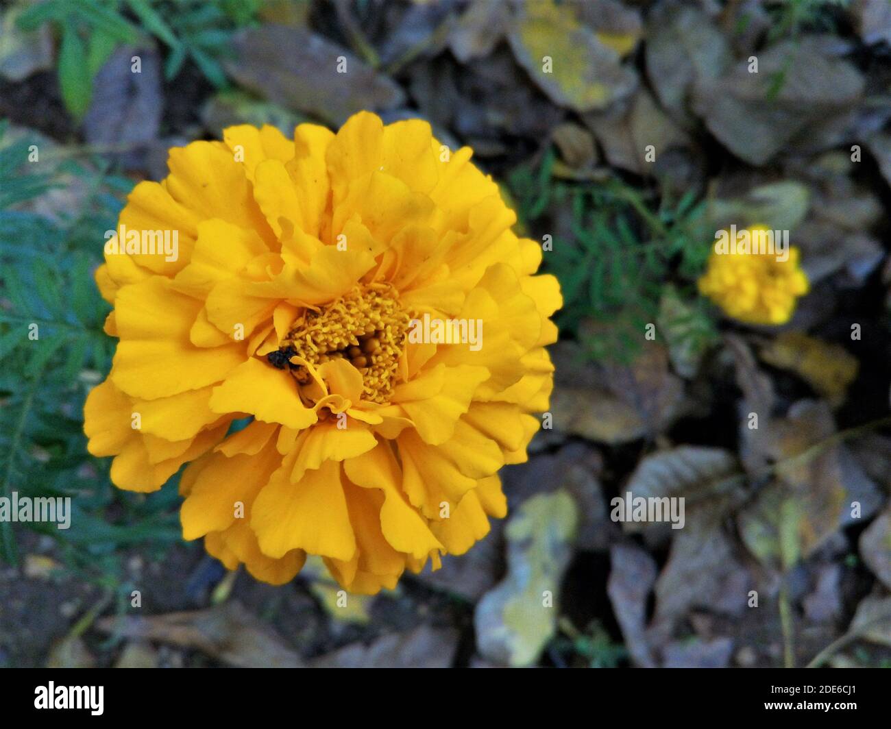 Yellow marigold flower hi-res stock photography and images - Alamy