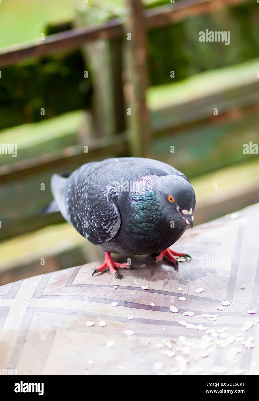 Funny Pigeon bird eating rolled oats outdoors Stock Photo - Alamy