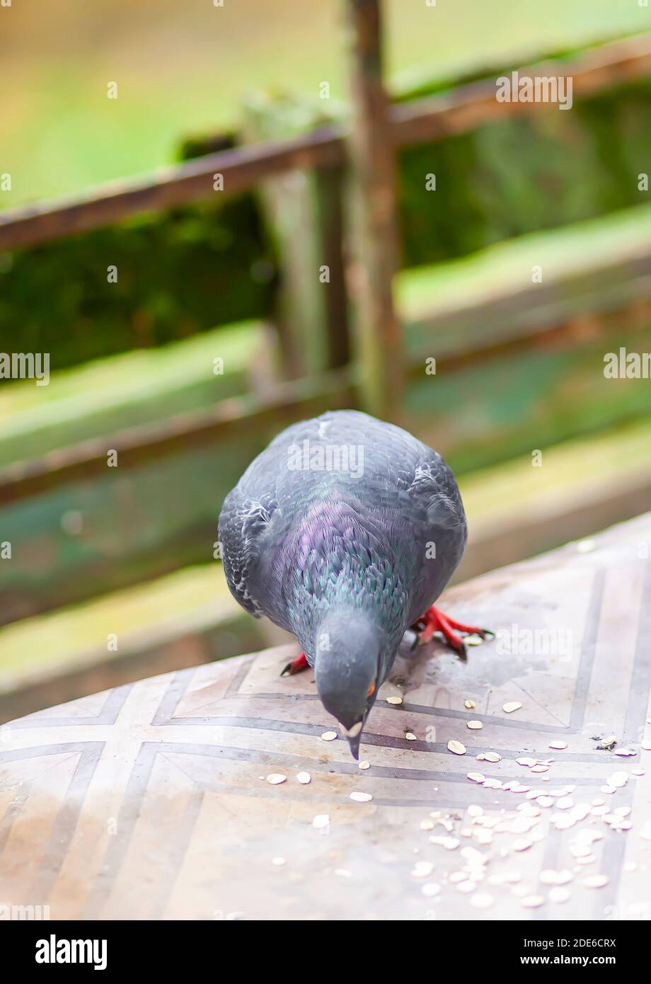 Funny Pigeon bird eating rolled oats outdoors Stock Photo - Alamy
