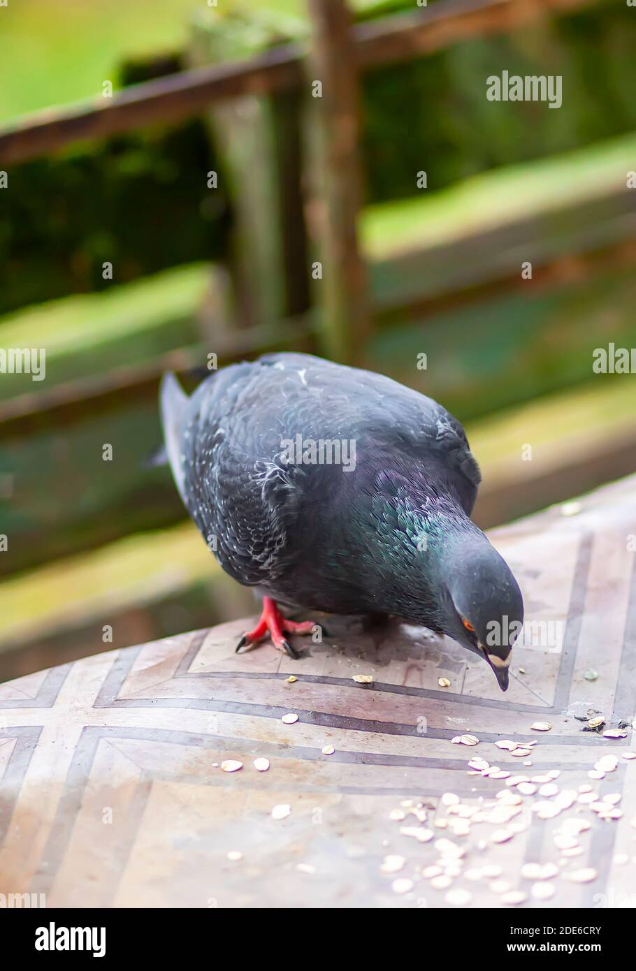 Funny Pigeon bird eating rolled oats outdoors Stock Photo - Alamy