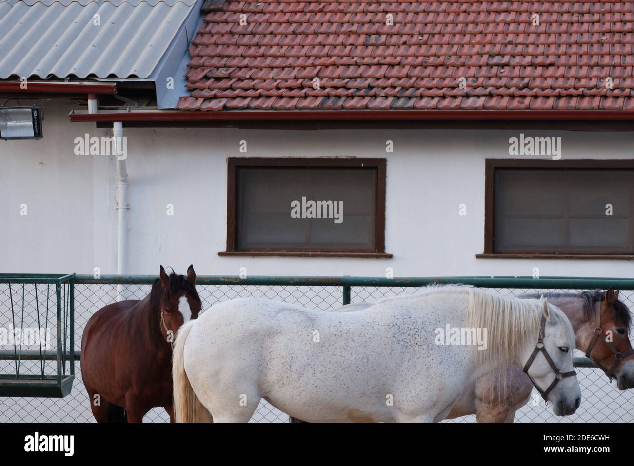 Horses at Manege Stock Photo - Alamy