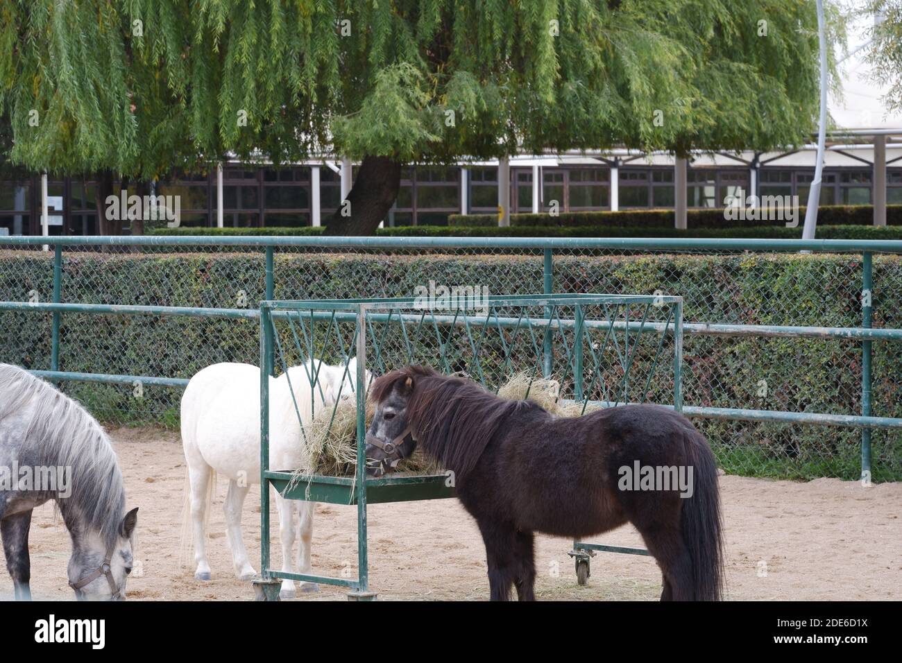 Horses at Manege Stock Photo - Alamy
