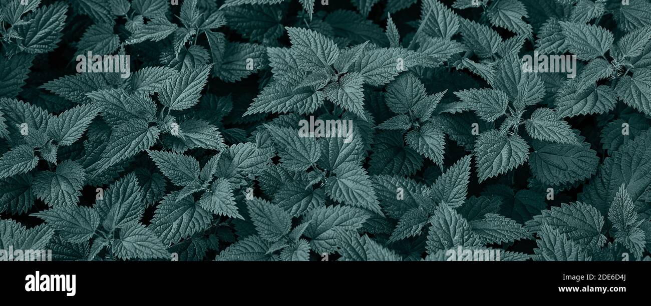 Fresh nettle leaves background colored in tidewater green color. Top ...
