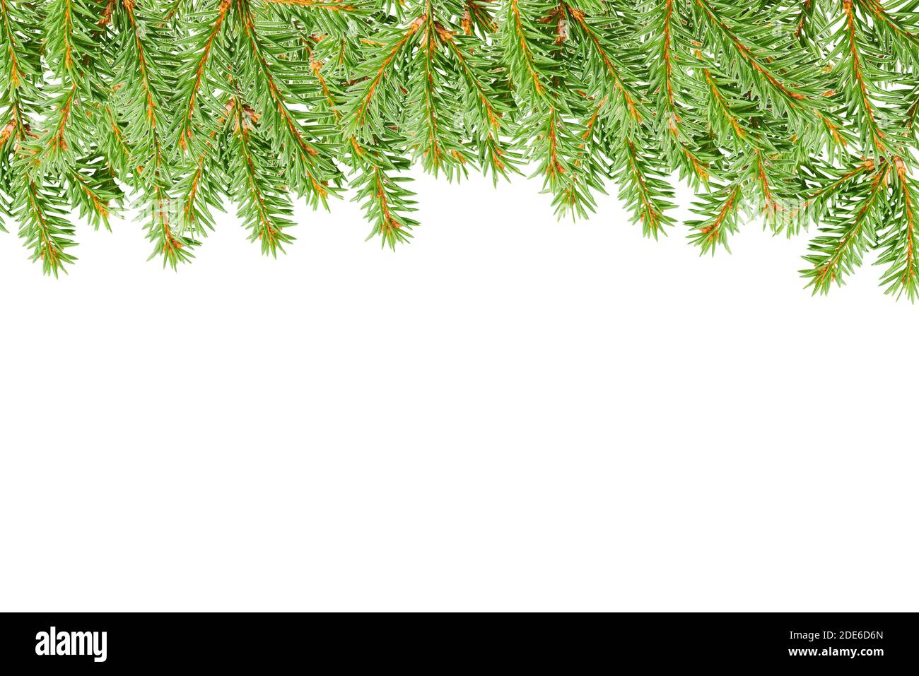 Border of spruce branches isolated over white background. Green fir ...