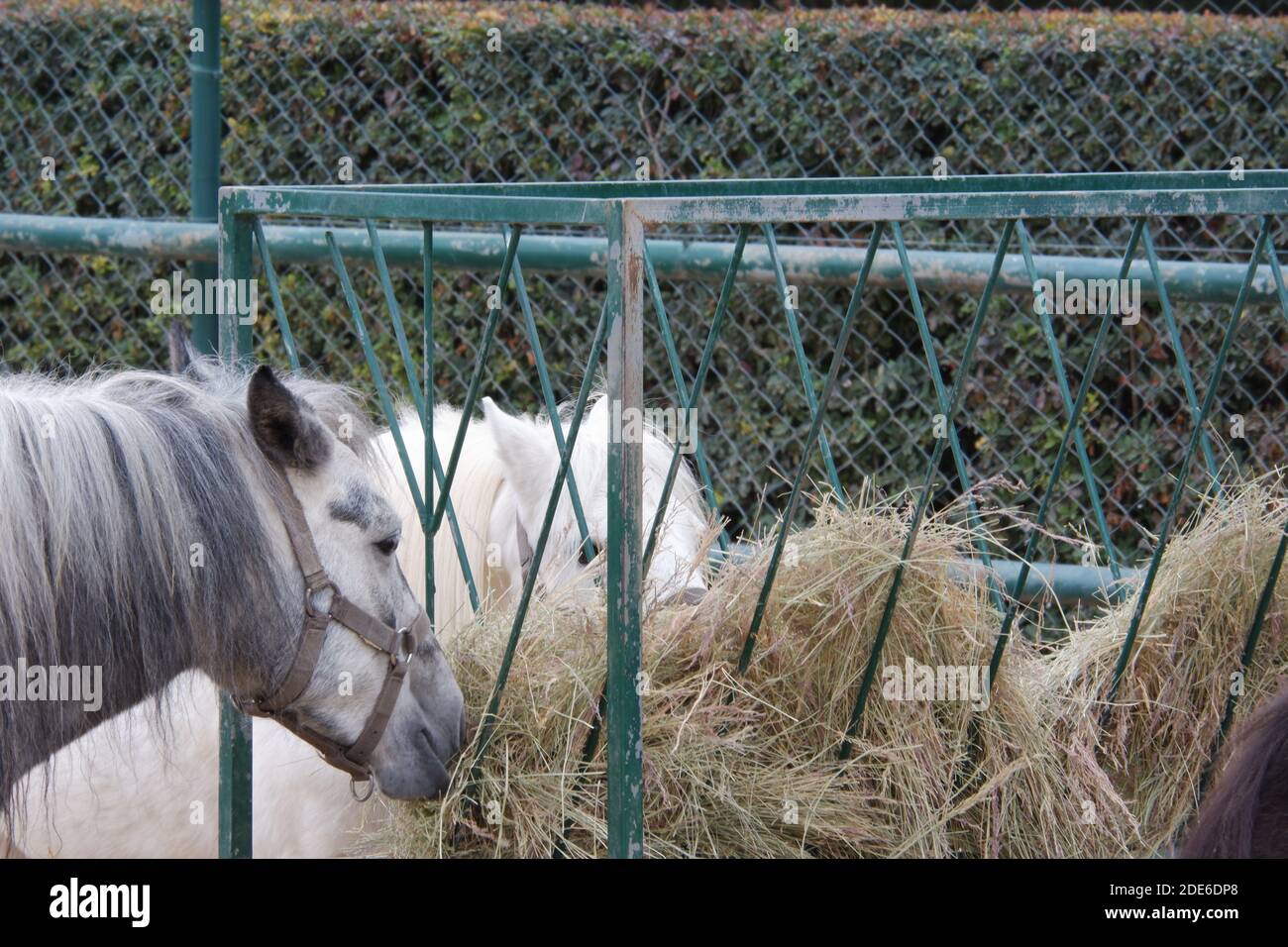 Horse Eating Straw Stock Photo - Alamy