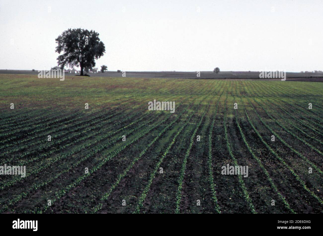 Historical 1970s Photo: Planted field in Zearing IL ca. June 1973 Stock ...