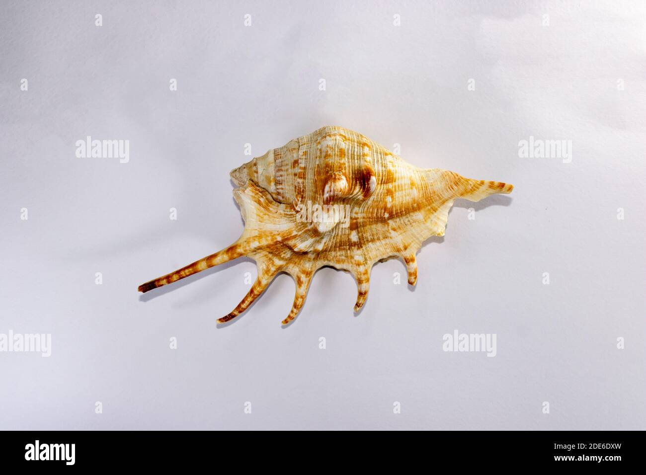 seashell with five thorns, in white background Stock Photo - Alamy