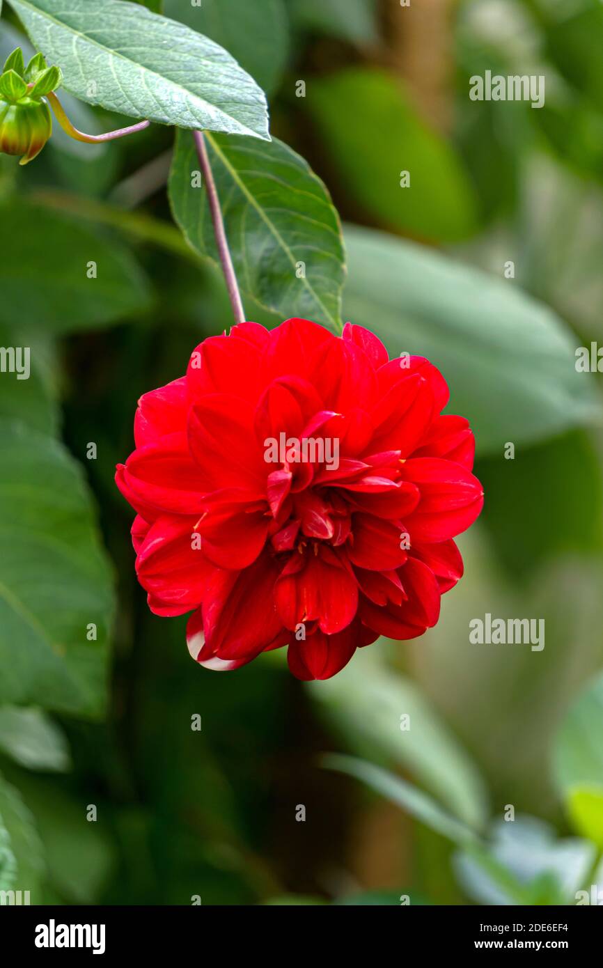 Burgundy red dahlia flower in a flower bed, in the rays of the sun ...
