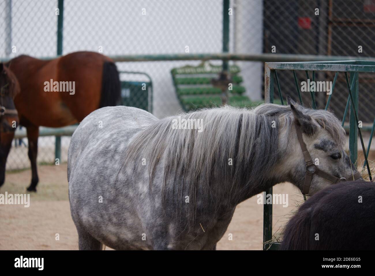 Dapple grey horses hi-res stock photography and images - Alamy