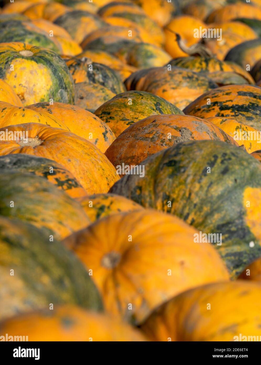 Styrian Pumpkin High Resolution Stock Photography and Images - Alamy