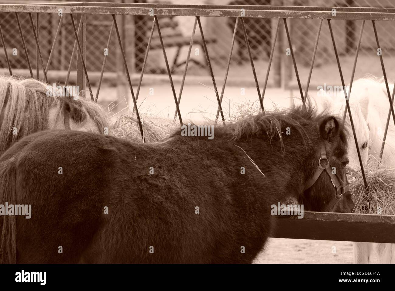 Straw horse hi-res stock photography and images - Alamy