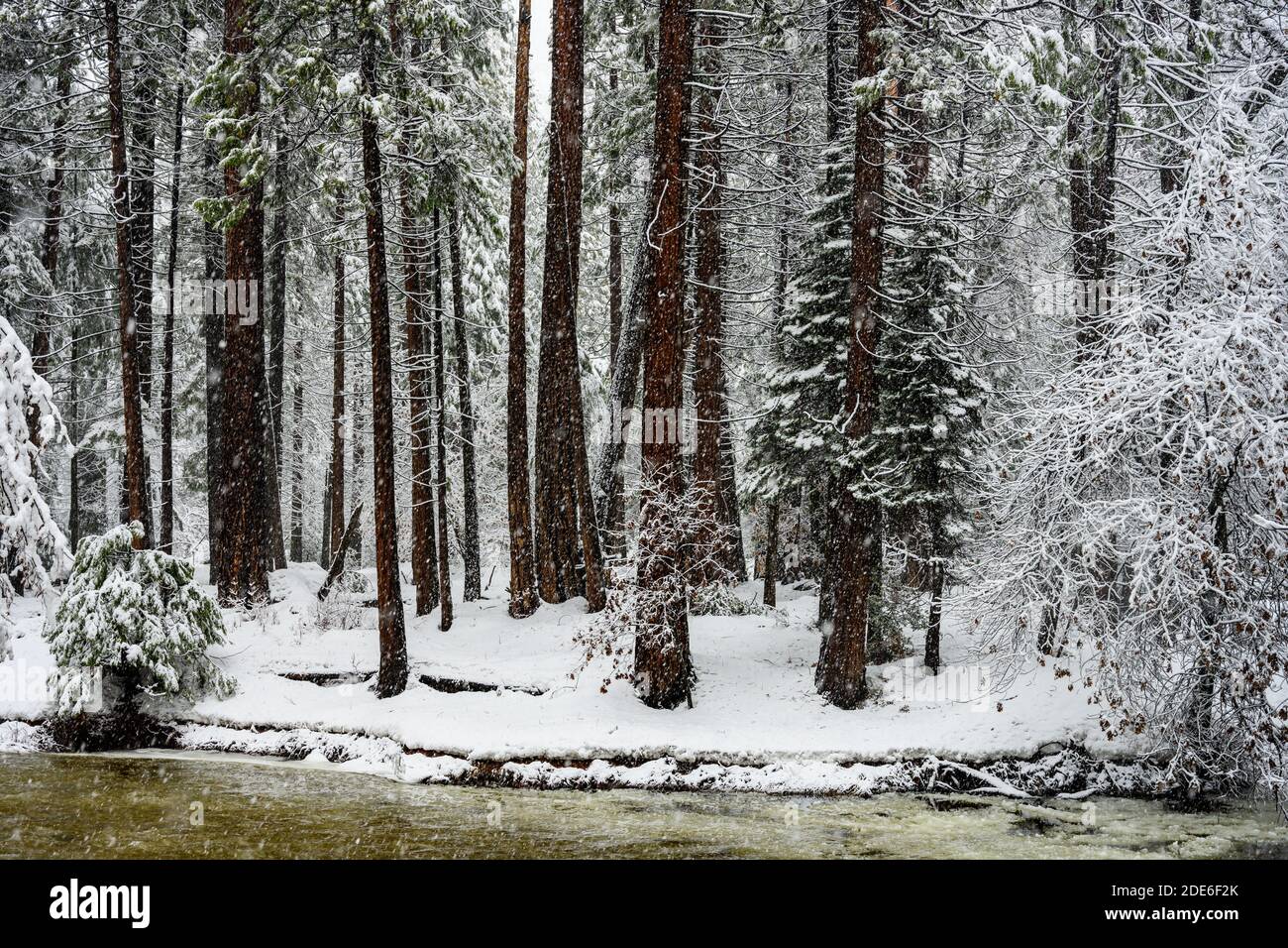Snow Falls into Forest of Yosemite Valley behind Merced river Stock ...