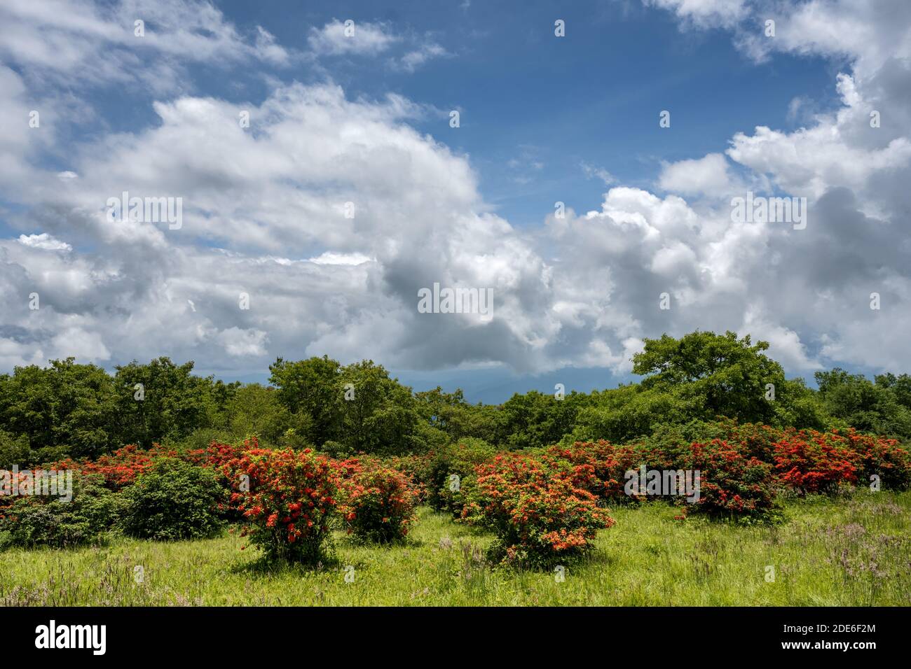 Spring Clouds Hang Over Blooming Gregory Bald in the Great Smoky ...