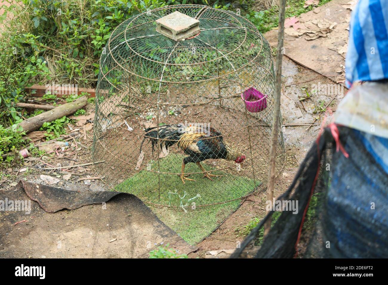 Thailand chicken for fighting sport in farm Stock Photo - Alamy