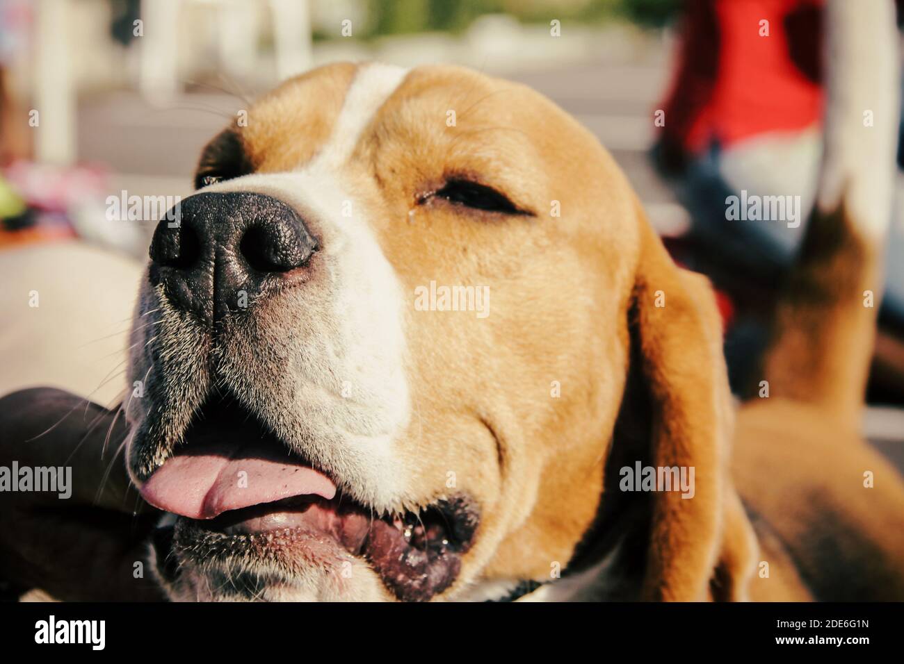beagle dog close-up. front view Stock Photo - Alamy