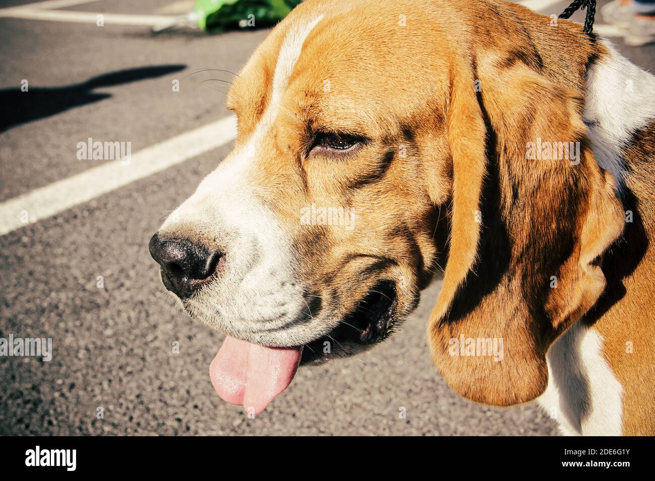 beagle dog close-up. side view Stock Photo - Alamy