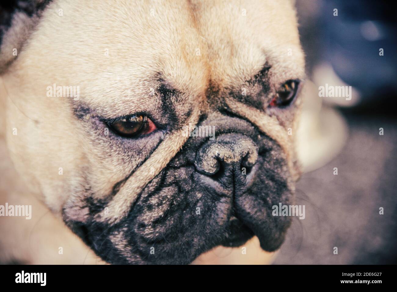 pug dog close-up. front view Stock Photo - Alamy