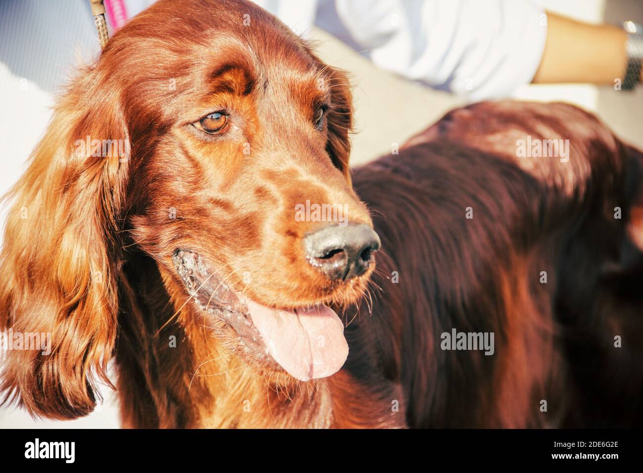 Setter puppy eyes hi-res stock photography and images - Alamy