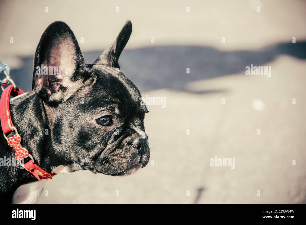 french bulldog dog close-up. side view Stock Photo - Alamy