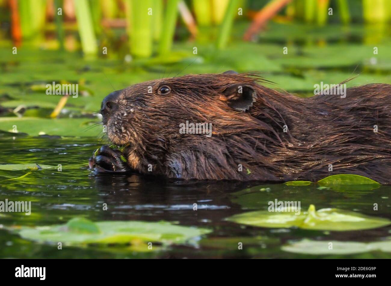 Beaver castoreum hi-res stock photography and images - Alamy