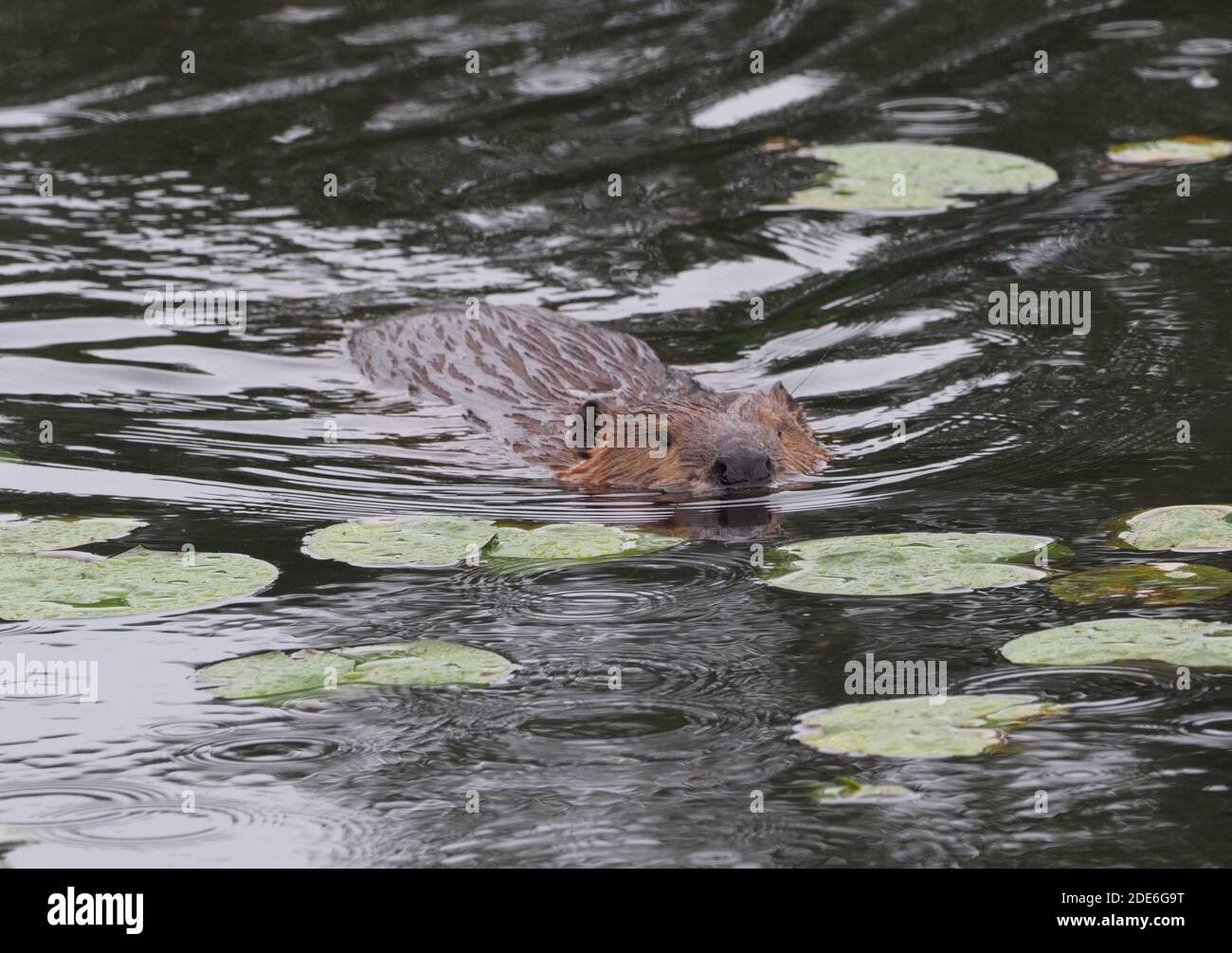 North American beaver, Castor canadensis, swimming through lily pads ...