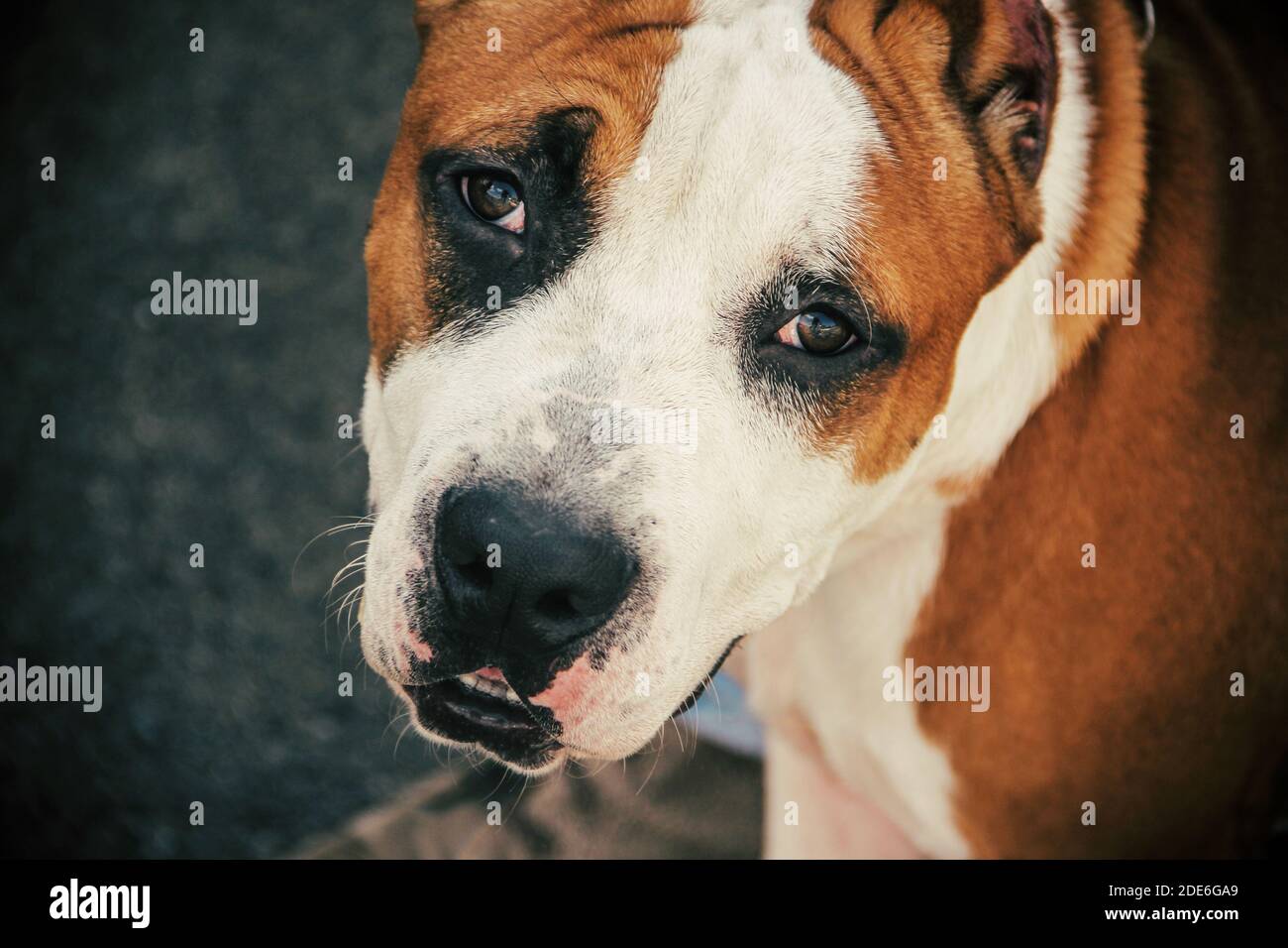 tender pitbull dog close-up. front view Stock Photo - Alamy