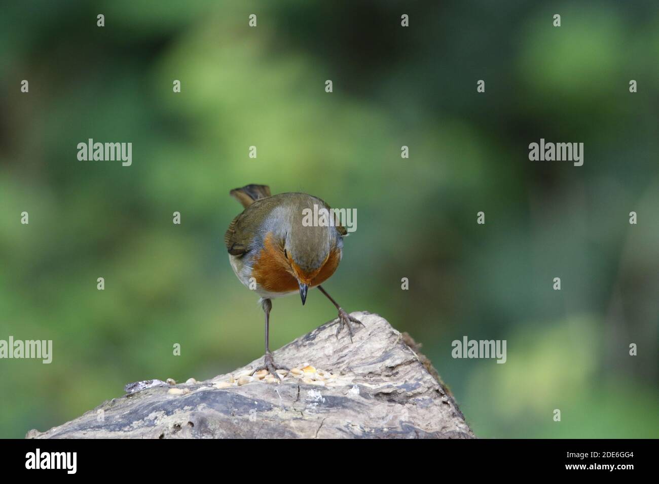 Eurasian robin in the woods Stock Photo - Alamy