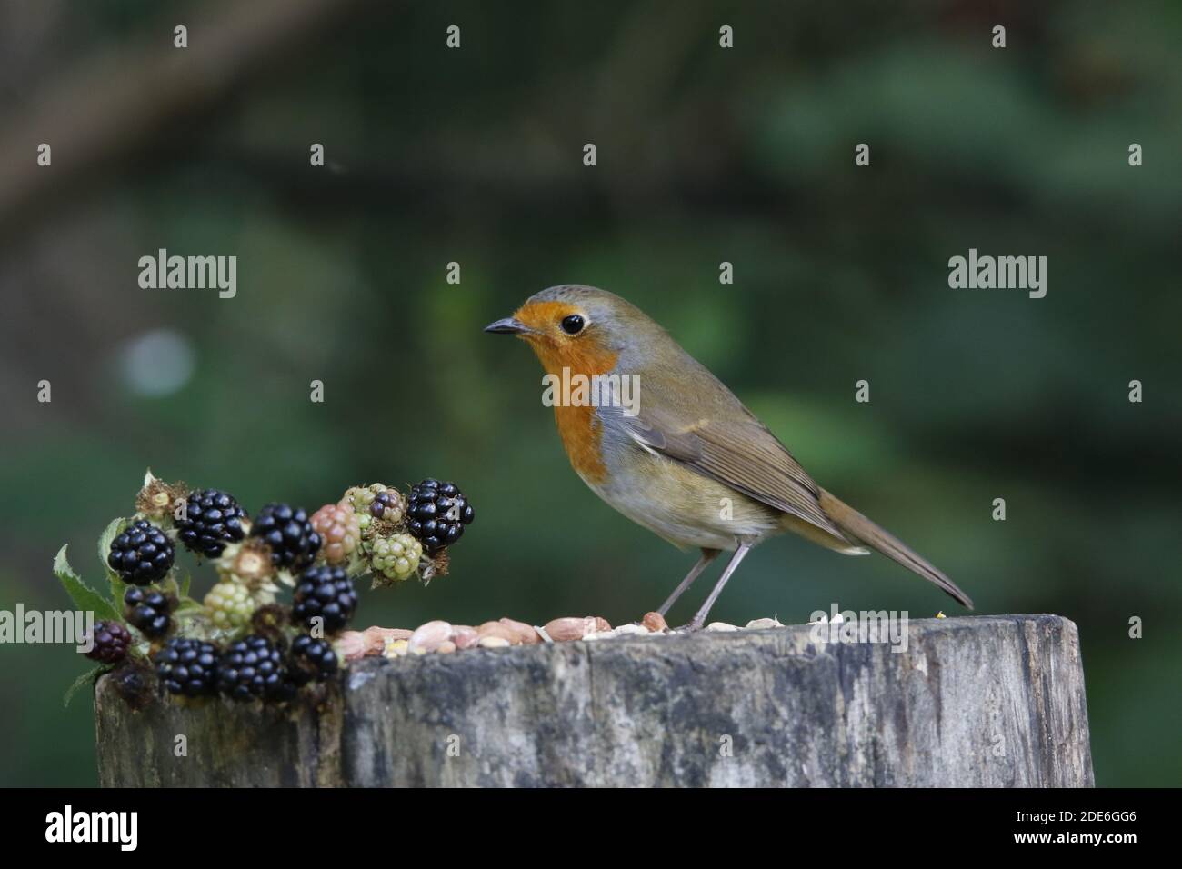 Eurasian robin in the woods Stock Photo - Alamy