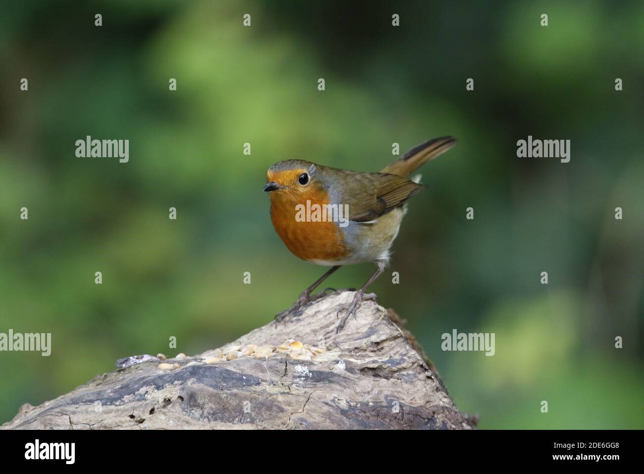 Eurasian robin in the woods Stock Photo - Alamy