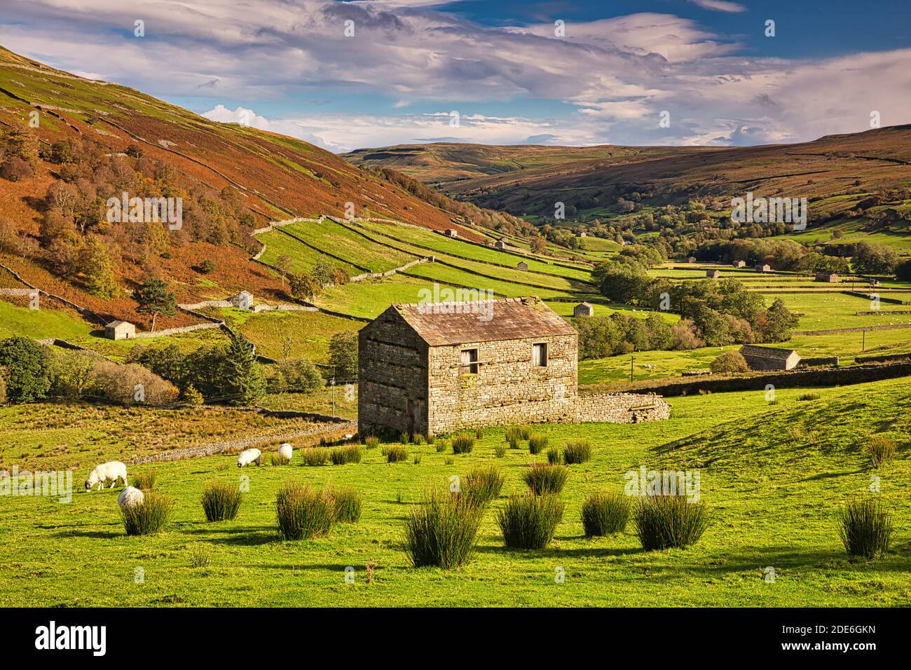 Grazing Sheep and Hay Barns, Swaledale in Autumn, Yorkshire Dales ...
