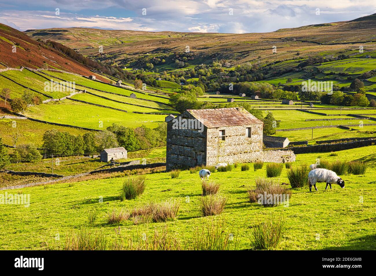 Grazing Sheep and Hay Barns, Swaledale in Autumn, Yorkshire Dales ...