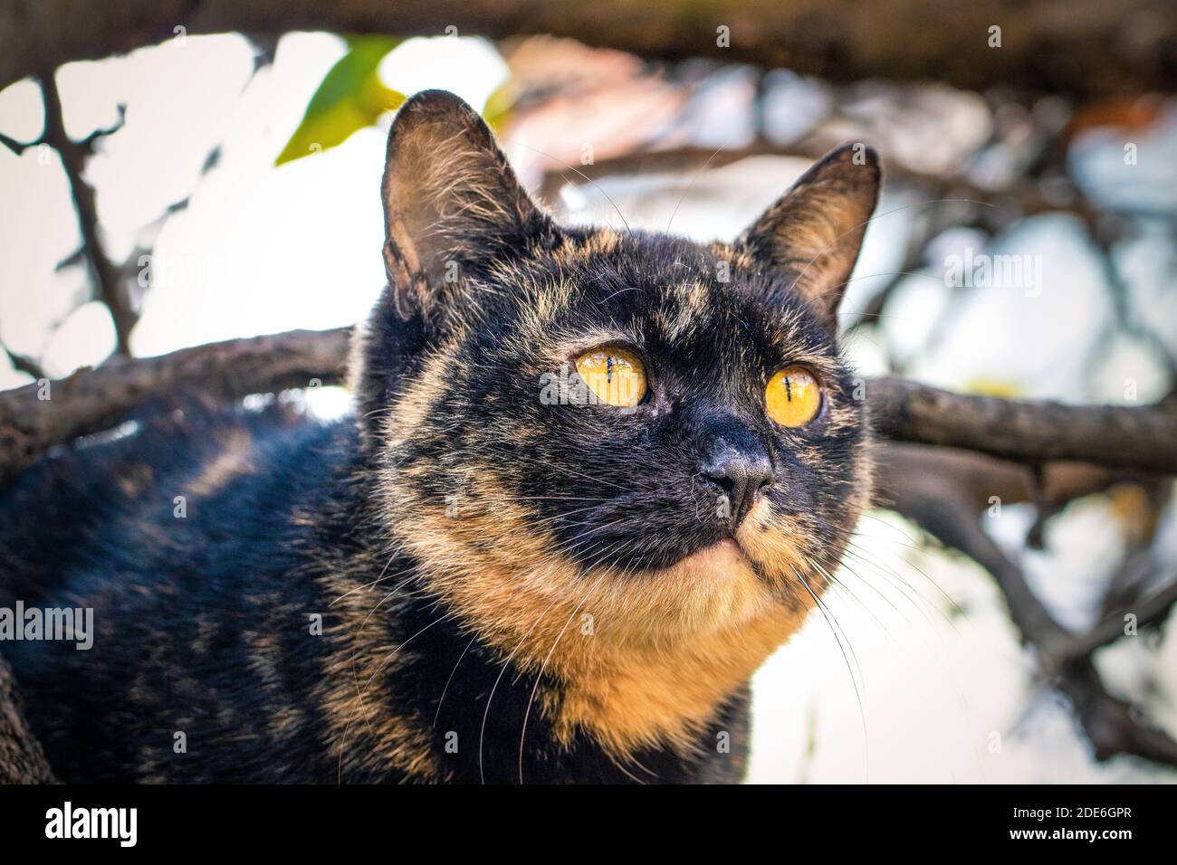 Tortoiseshell cats hi-res stock photography and images - Alamy