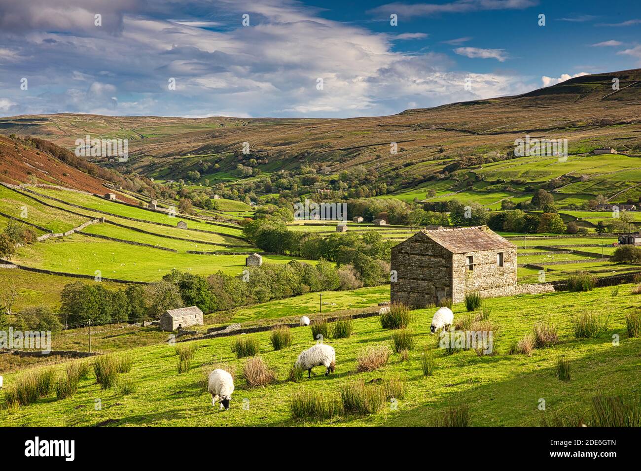 Grazing Sheep and Hay Barns, Swaledale in Autumn, Yorkshire Dales ...