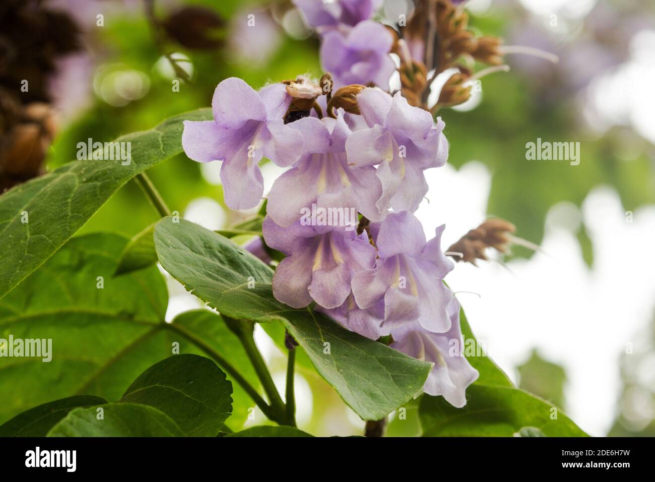Purple flowers of a catalpa tree, Santiago, Chile Stock Photo - Alamy