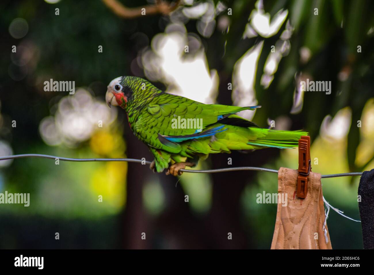 Cuban Amazon Parrot (Amazona leucocephala) / Cuban Parrot / Rose ...