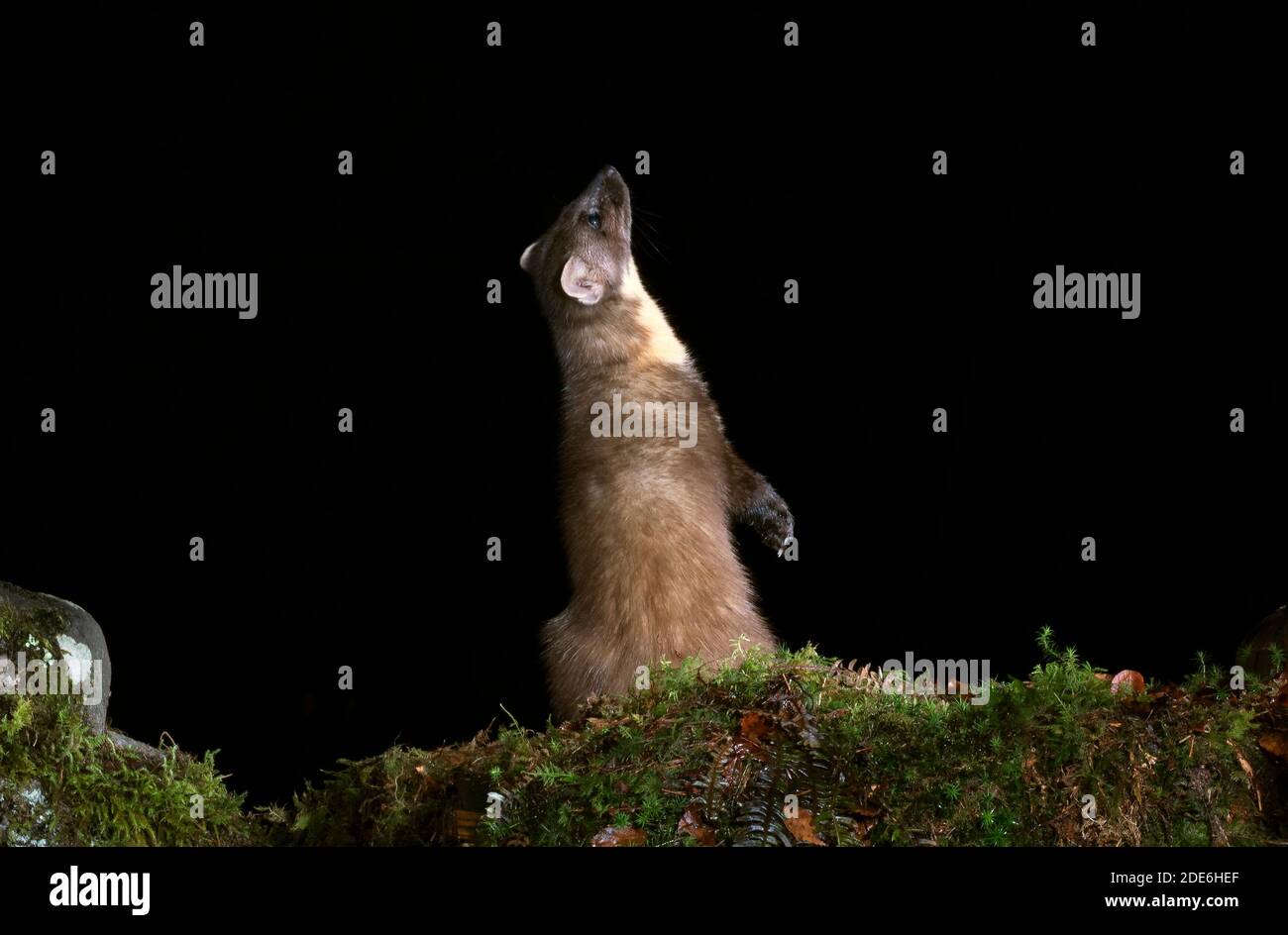 Pine Marten standing on back legs Stock Photo - Alamy