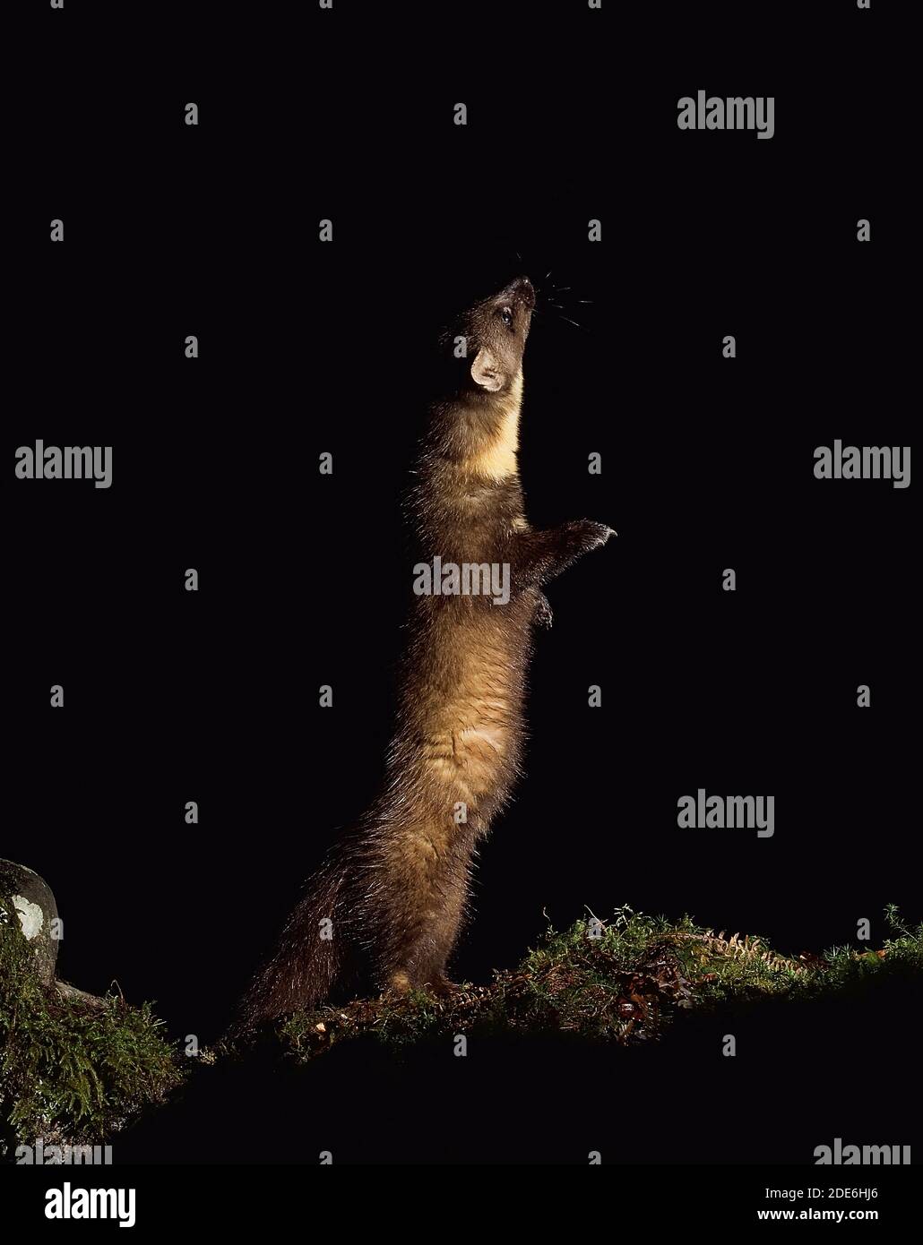 Pine Marten standing on back legs Stock Photo - Alamy