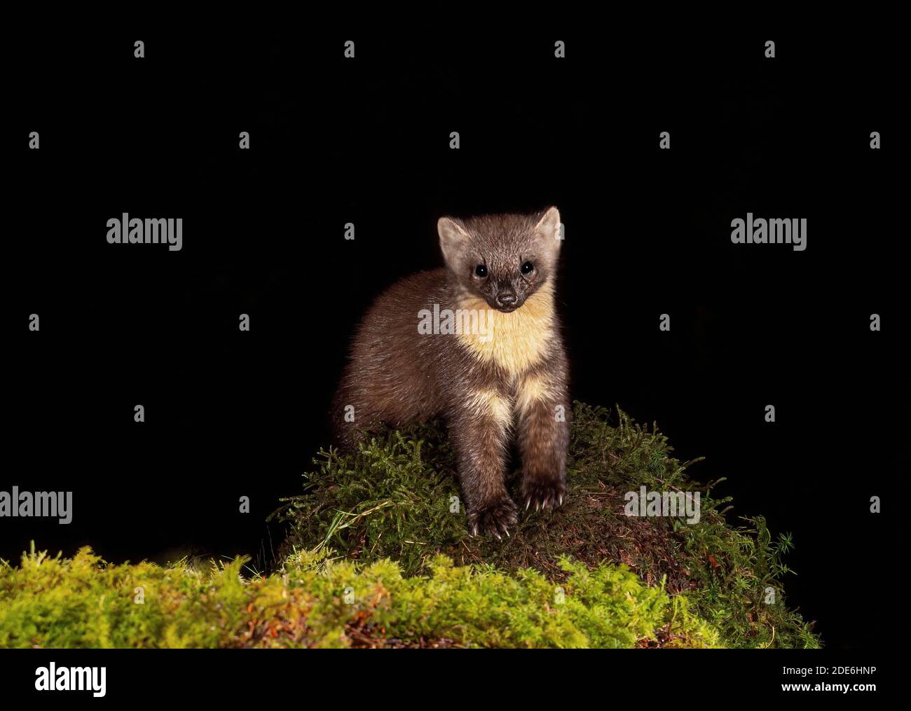 Pine Marten standing on back legs Stock Photo - Alamy