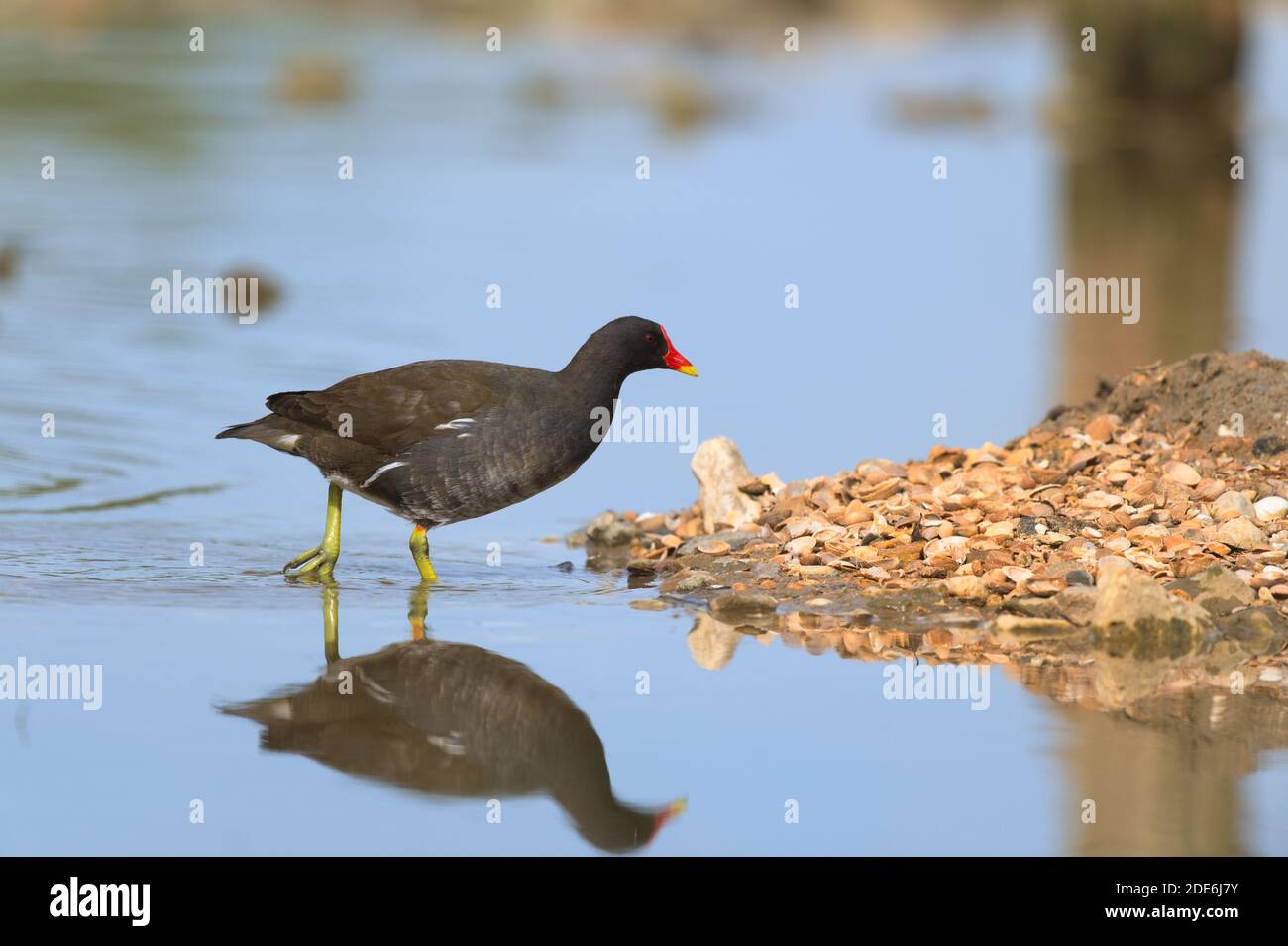 Common moorhen water bird in nature Stock Photo - Alamy