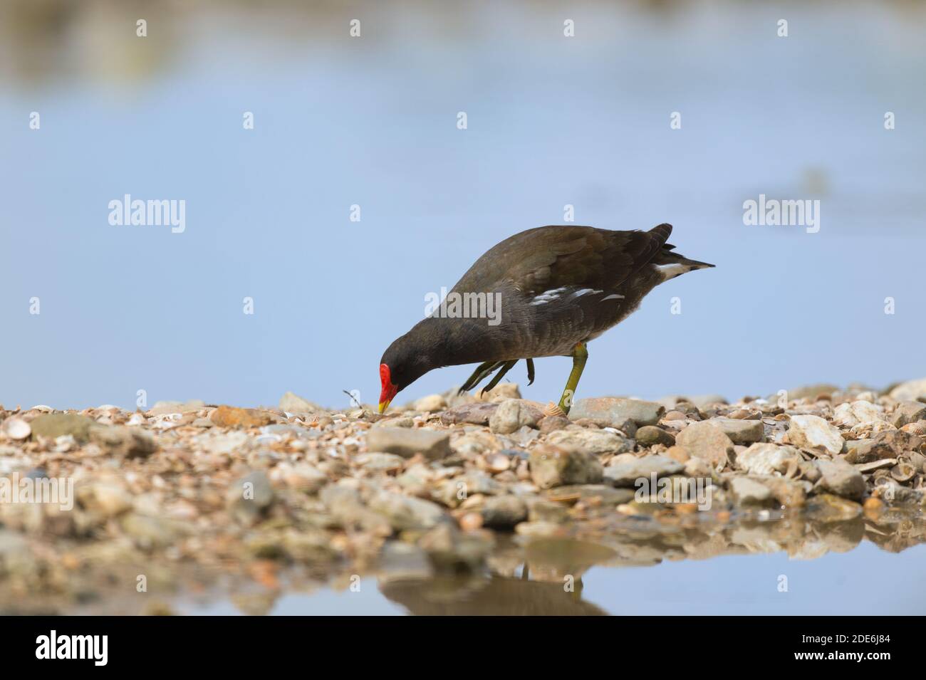 Common moorhen water bird in nature Stock Photo - Alamy