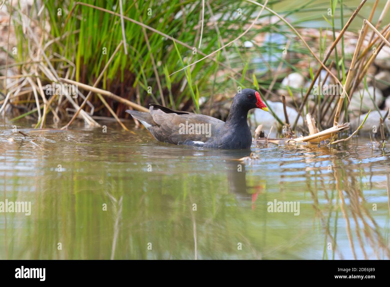 Common moorhen water bird swimming in nature water Stock Photo - Alamy