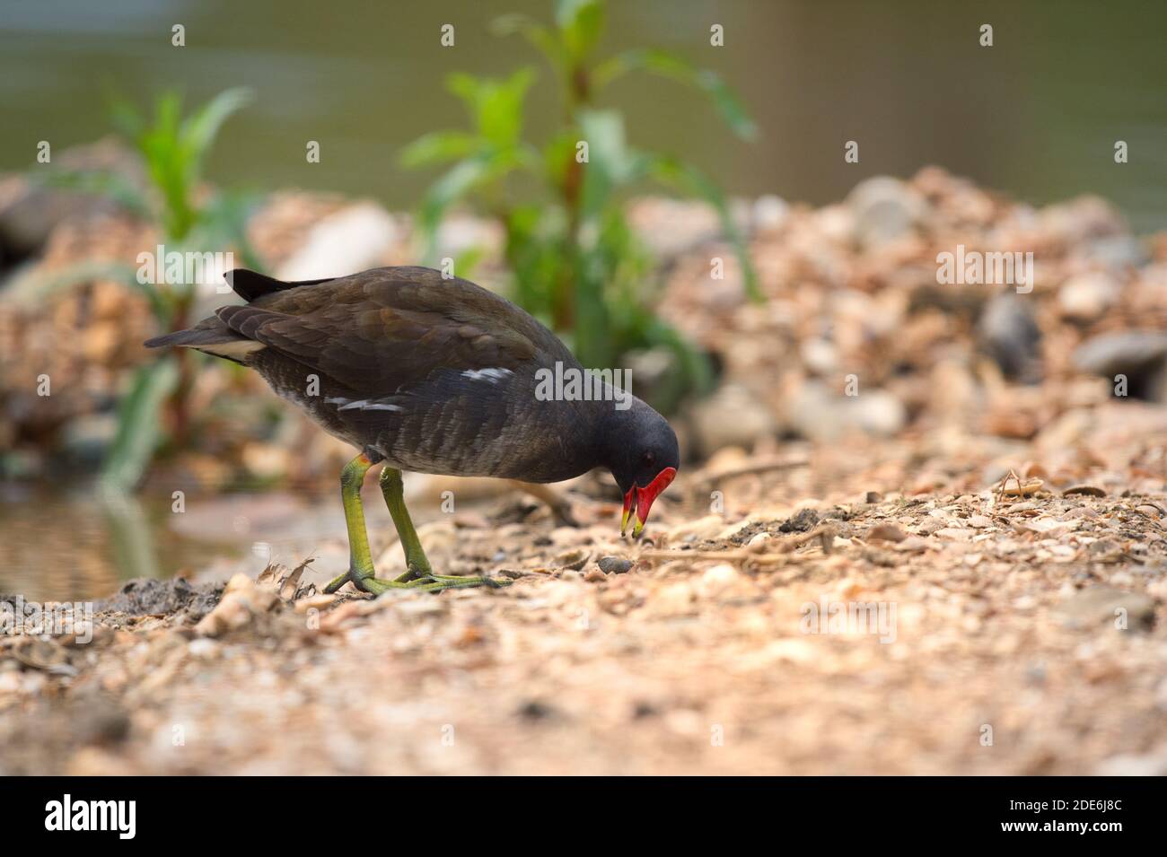 Common moorhen water bird in nature Stock Photo - Alamy