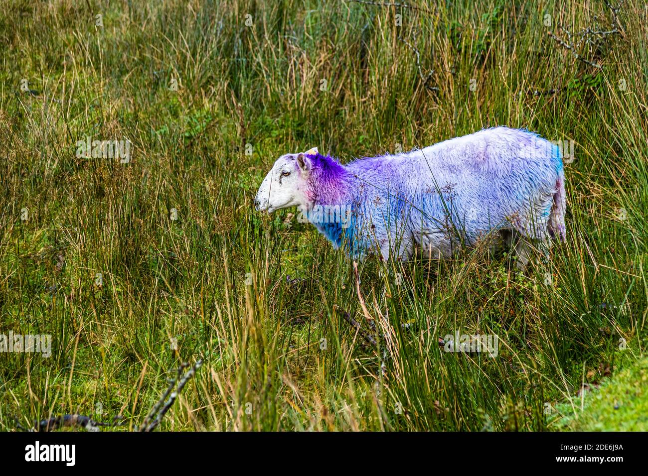 Colored sheep in the Gap of Dunloe, Ireland Stock Photo - Alamy