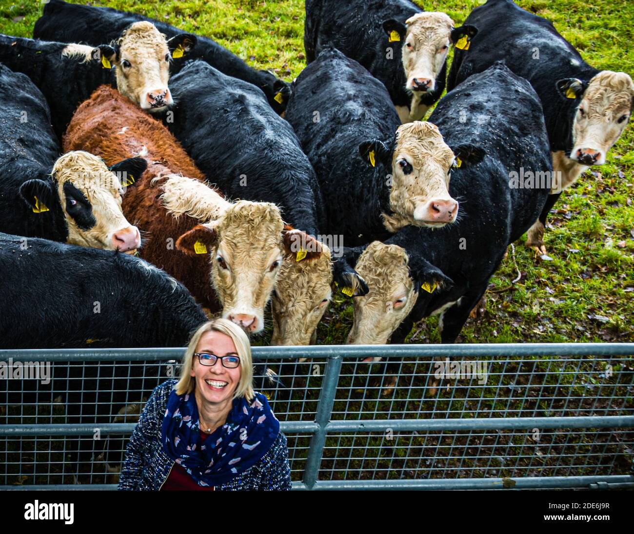 Cows in Ireland Stock Photo - Alamy