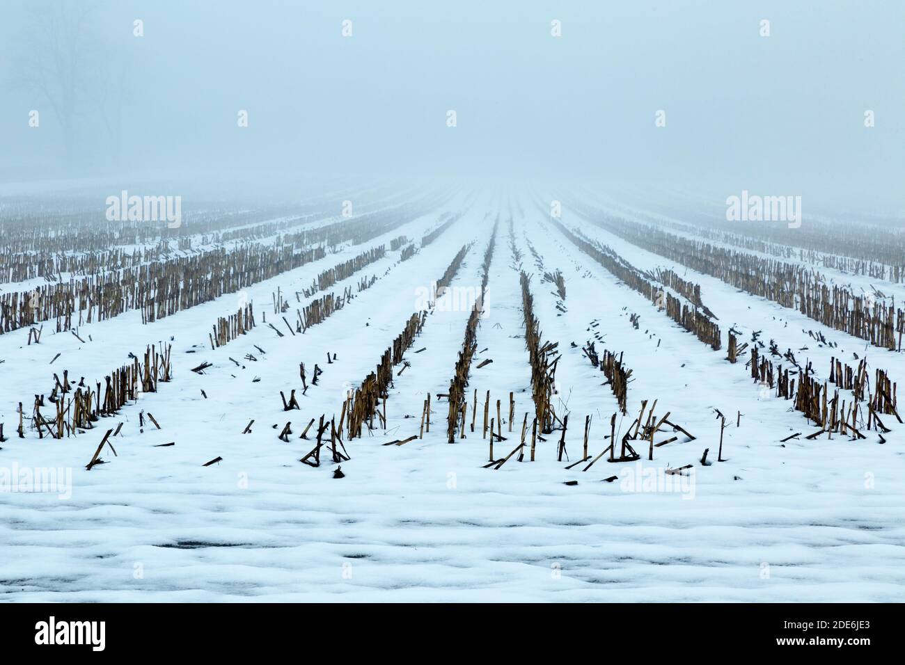 Empty corn field in winter with fog. Ontario Canada Stock Photo - Alamy