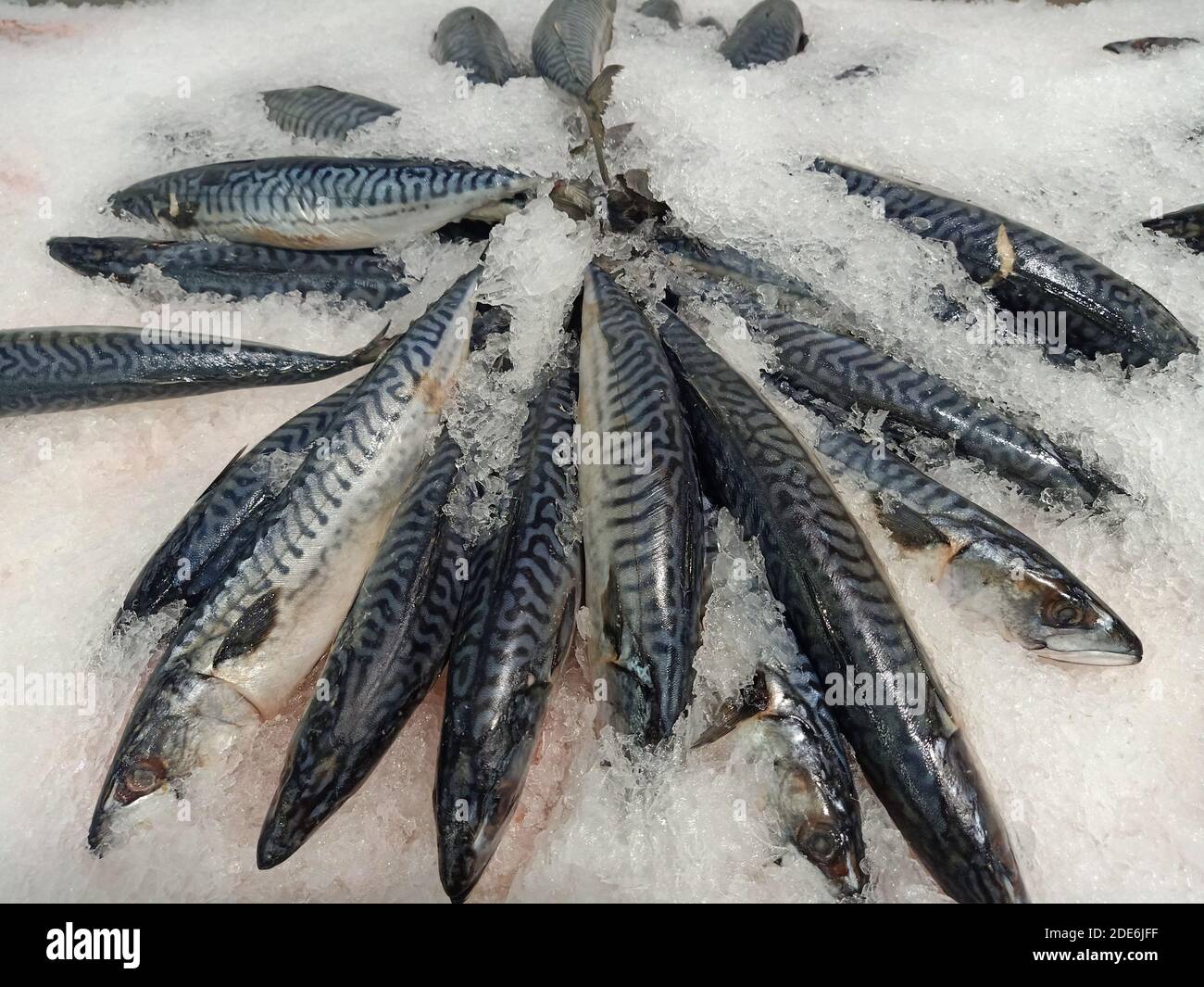 Mackerel section hi-res stock photography and images - Alamy