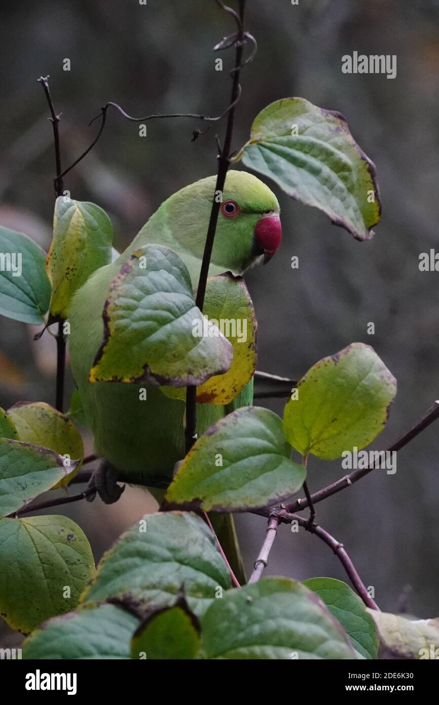 London, UK. Sunday, November 29th, 2020. A parakeet in a garden in ...