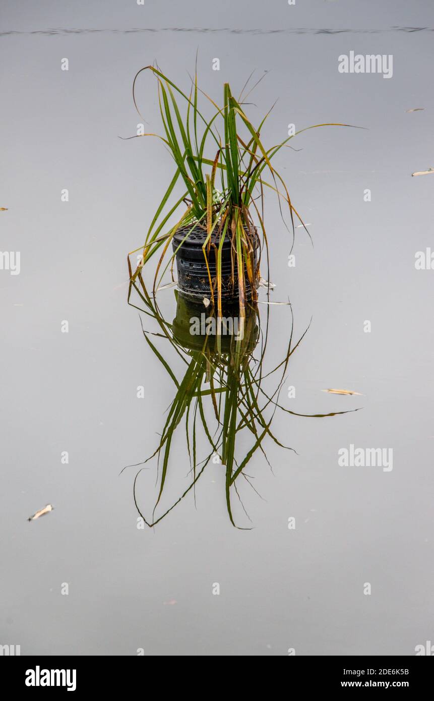 Plant reflections in water hi-res stock photography and images - Alamy