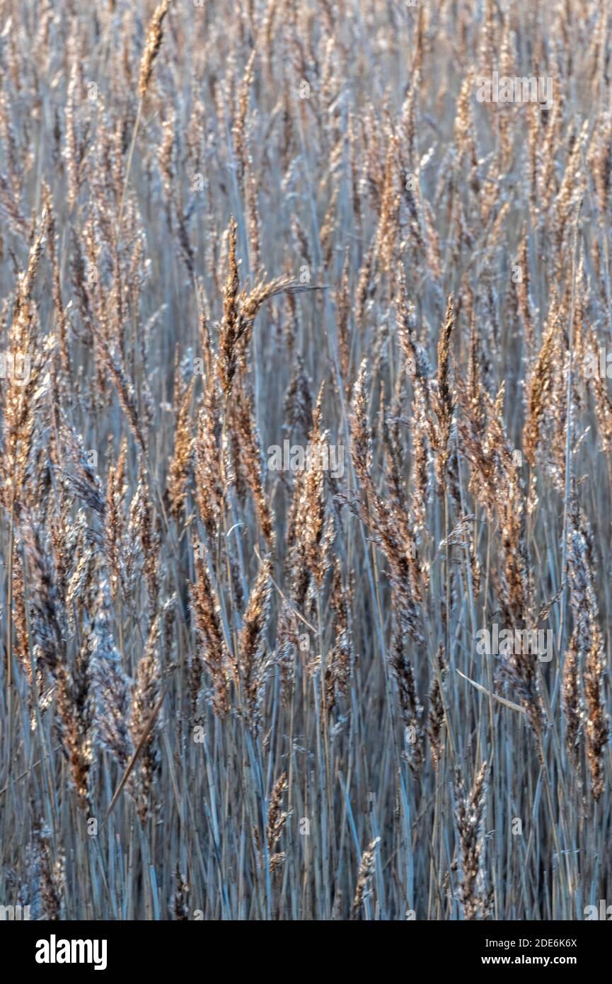 Gold coloured grasses hi-res stock photography and images - Alamy