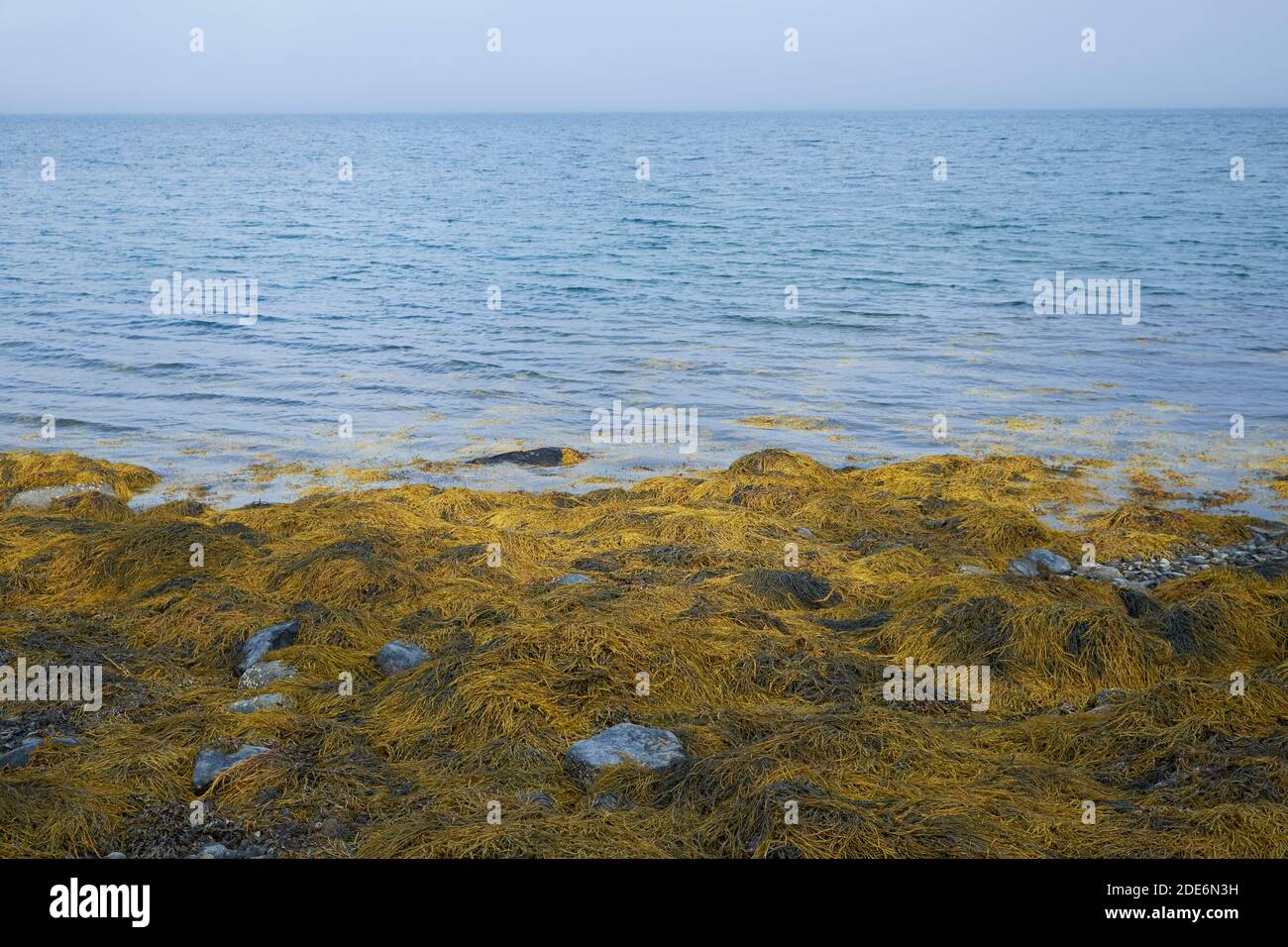 Layers of seaweed hi-res stock photography and images - Alamy